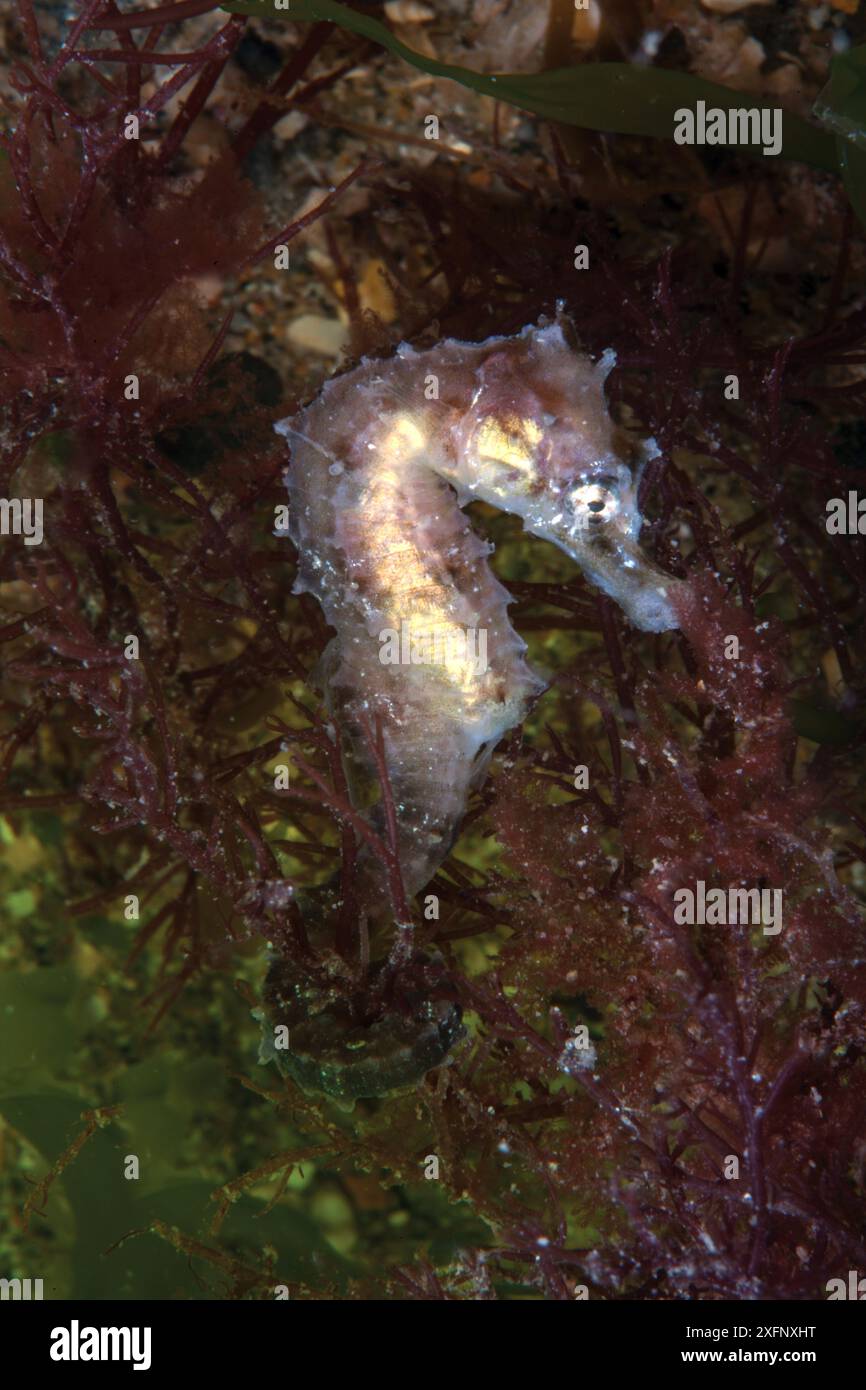 Short snouted seahorse uk hi-res stock photography and images - Alamy