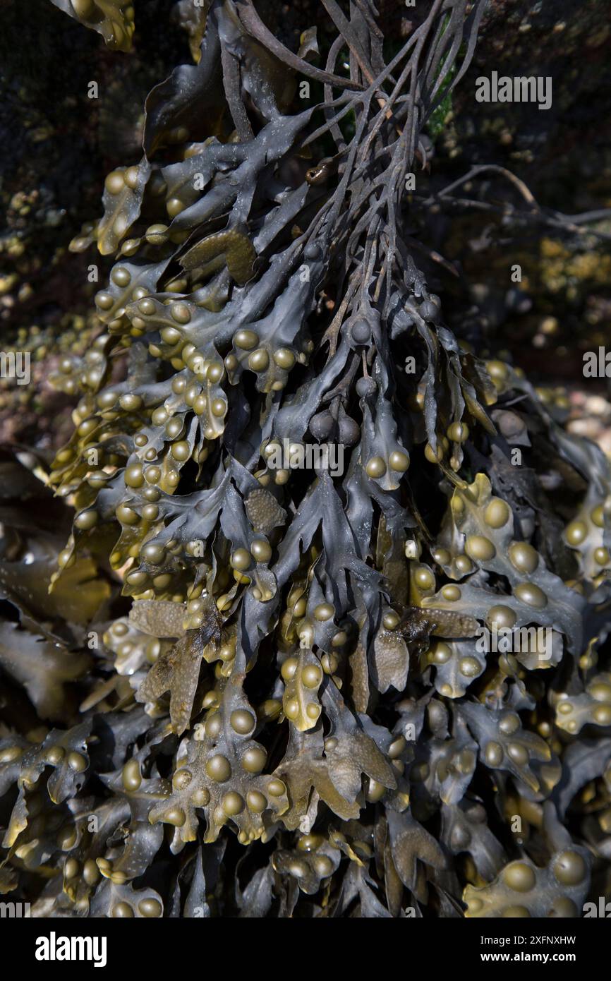 Bladder wrack (Fucus vesiculosus), Herm, British Channel Islands, June ...