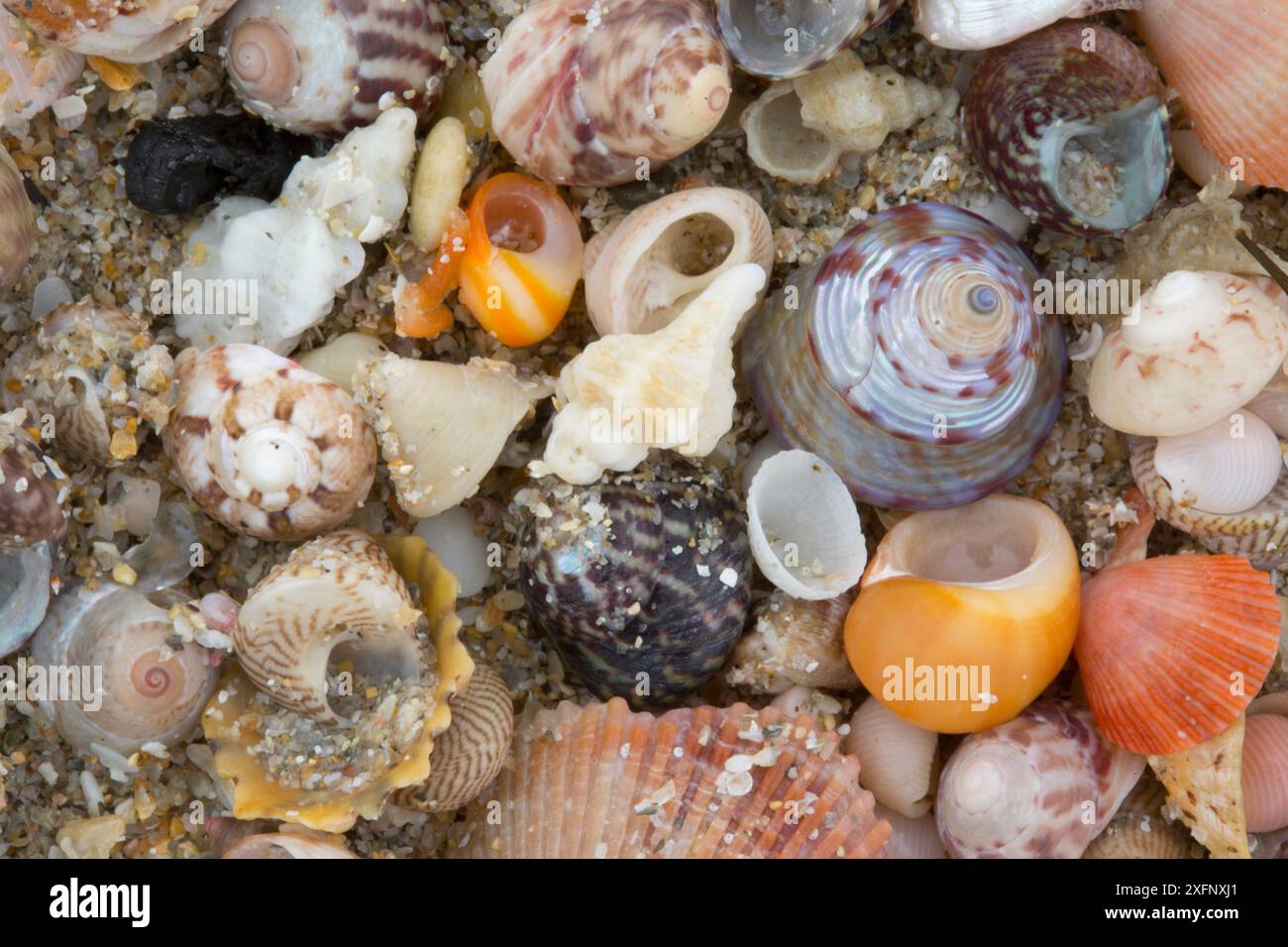 Various shells on Shell Beach, Herm, British Channel Islands, June 2016 ...