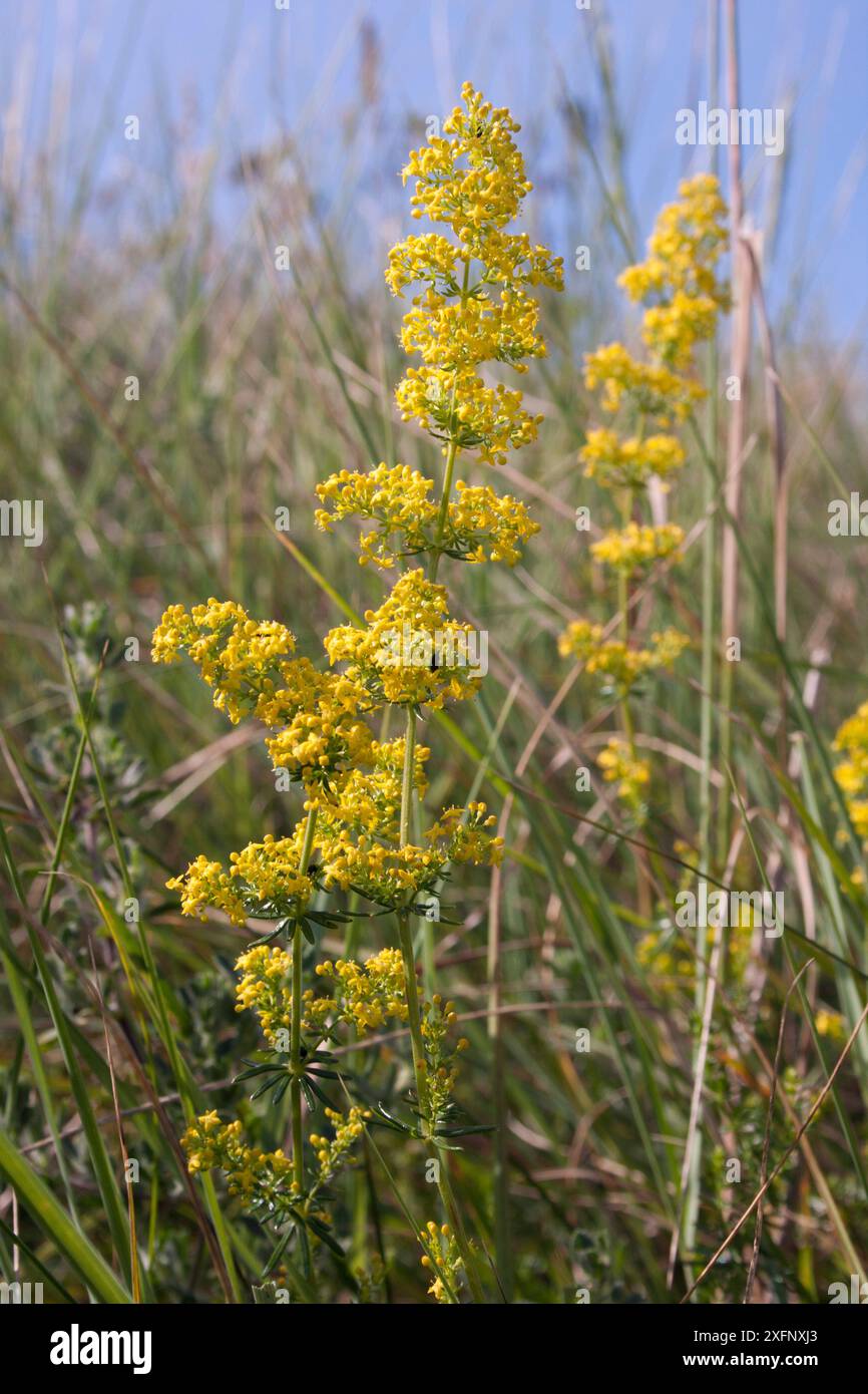 Lady's bedstraw (Galium verum), Jersey, British Channel Islands, June ...