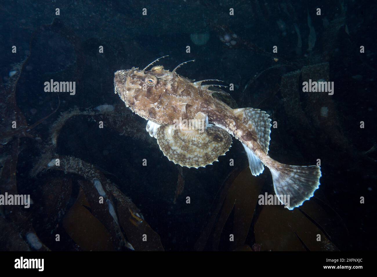 Angler fish (Lophius piscatorius) Isle of Man, July Stock Photo - Alamy