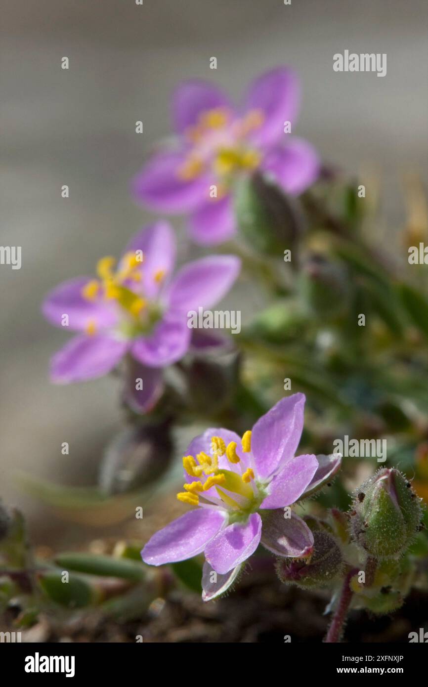 Rock sea spurrey (Spergularia rupicola) Sark, British Channel Islands ...