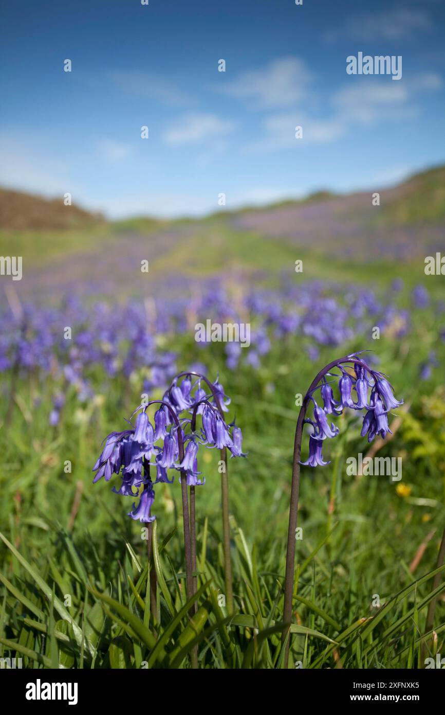 Bluebells (Hyacinthoides non-scripta) Sark, British Channel Islands ...