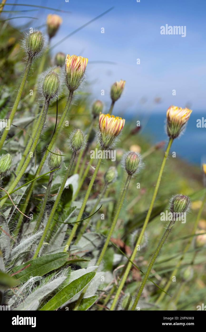 Smooth seed hi-res stock photography and images - Alamy