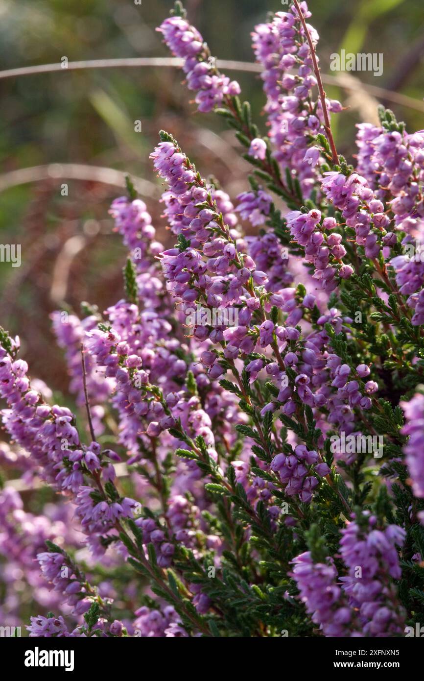 Ling heather (Caluna vulgaris), Sark, British Channel Islands, August ...