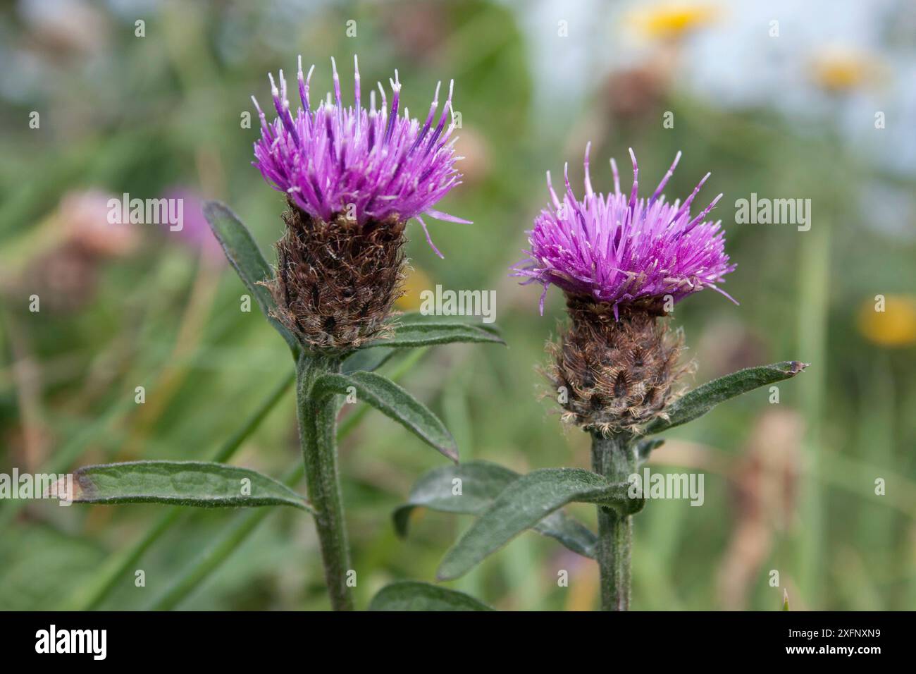 Common knapweed (Centaurea nigra) Sark, British Channel islands ...