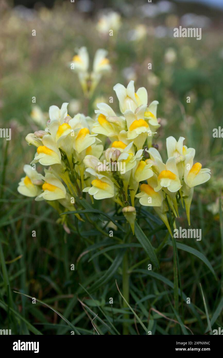 Common toadflax (Linaria vulgaris) Sark, British Channel islands ...
