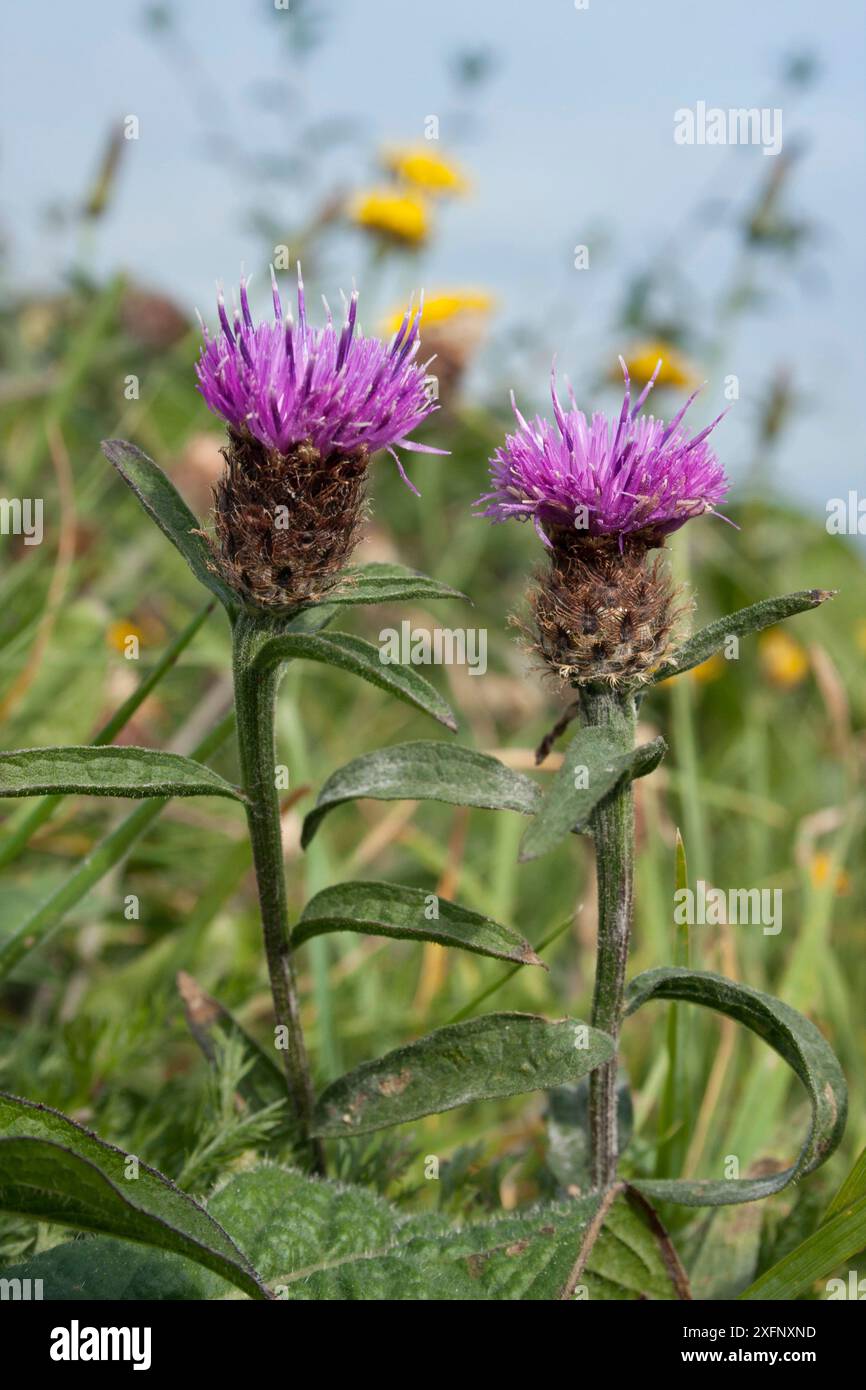 Common knapweed (Centaurea nigra) Sark, British Channel islands ...