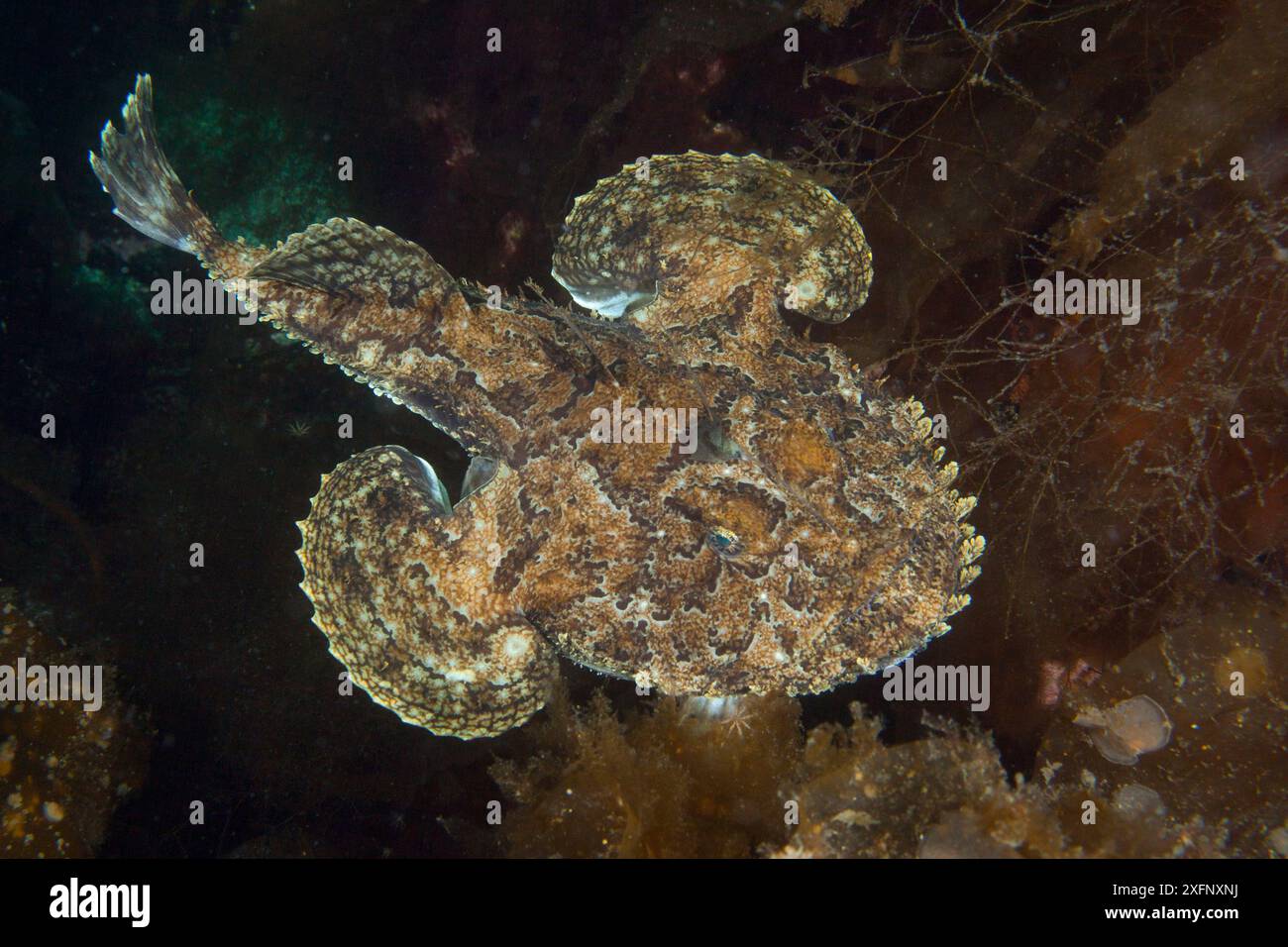 Anglerfish (Lophius piscatorius), Trondheimsfjord, Norway, July Stock ...