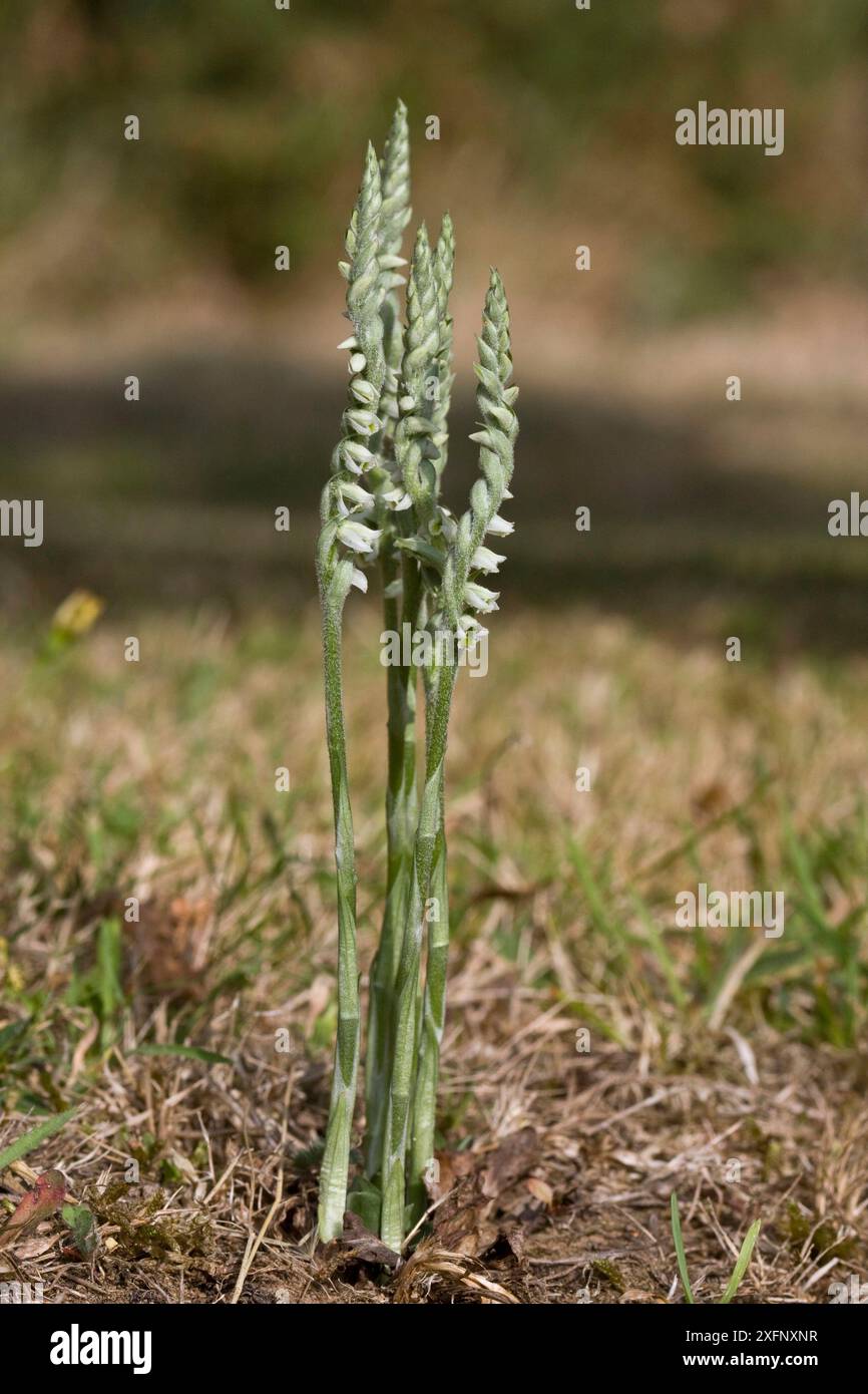 Autumn ladies tresses (Spiranthes spiralis) Sark, British Channel ...