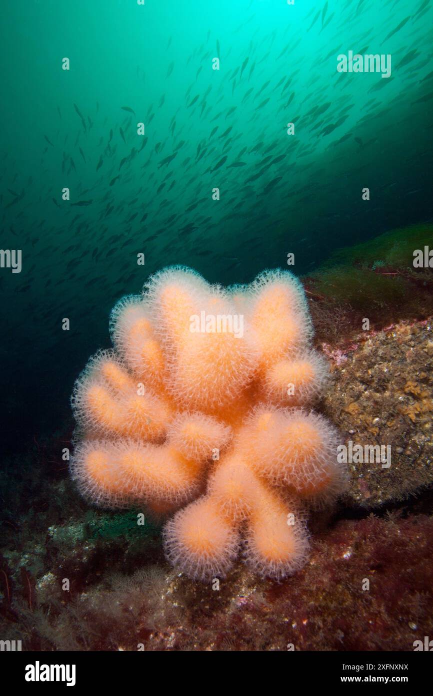 Deadman's finger soft coral (Alcyonium digitatum) Trondheimsfjord ...