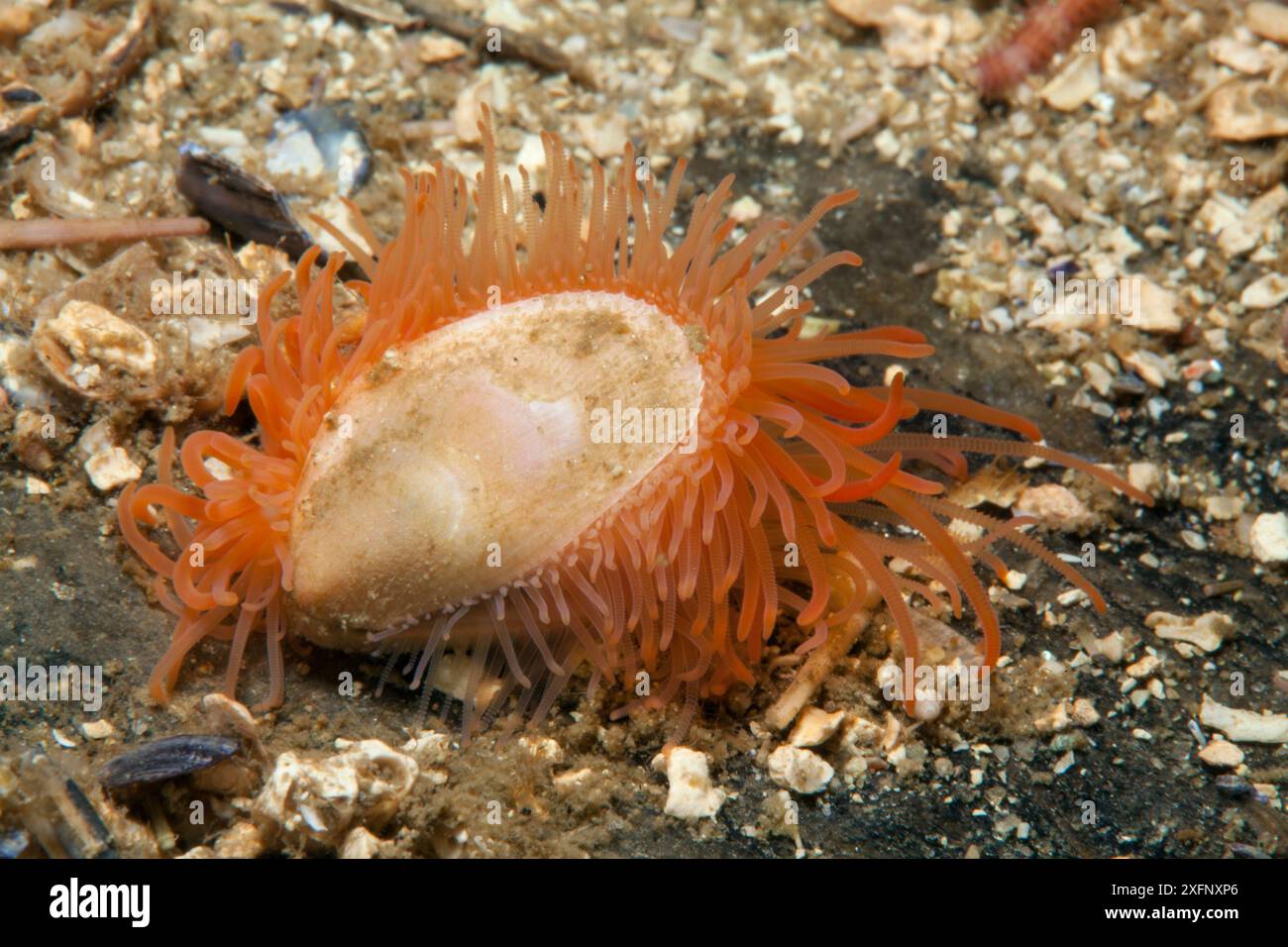 Limaria hians hi-res stock photography and images - Alamy