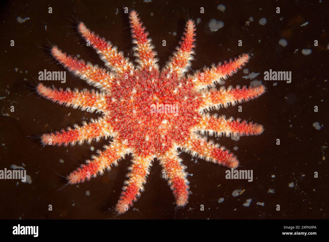 Common sunstar (Crossaster papposus), Trondheimsfjord, Norway, July ...
