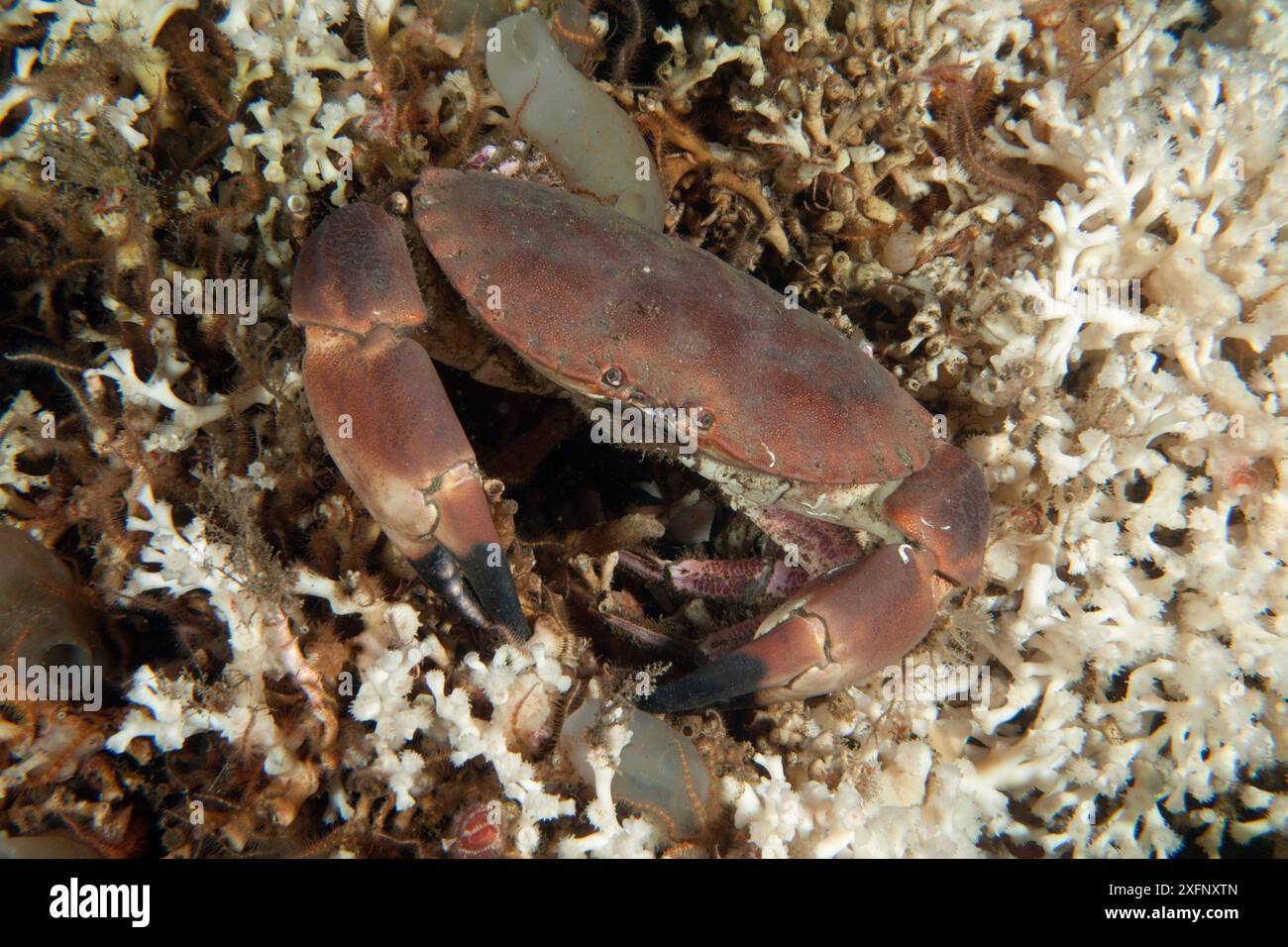 Deep sea crabs hi-res stock photography and images - Alamy