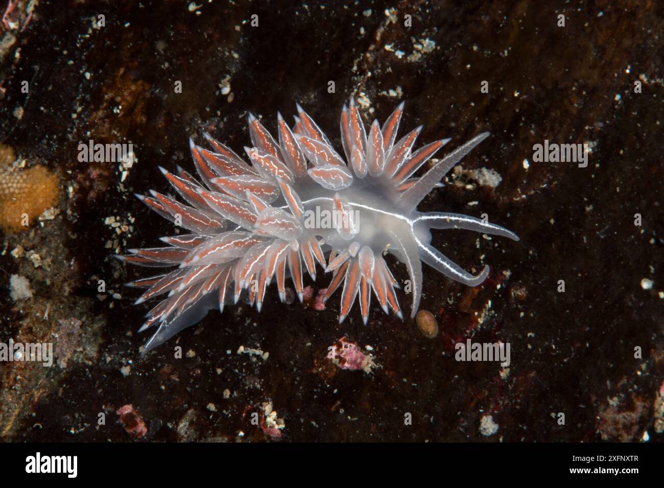 Coryphella nudibranch hi-res stock photography and images - Alamy