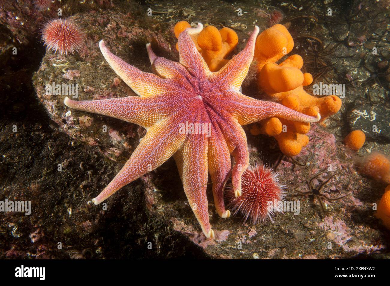 Galaxides hi-res stock photography and images - Alamy