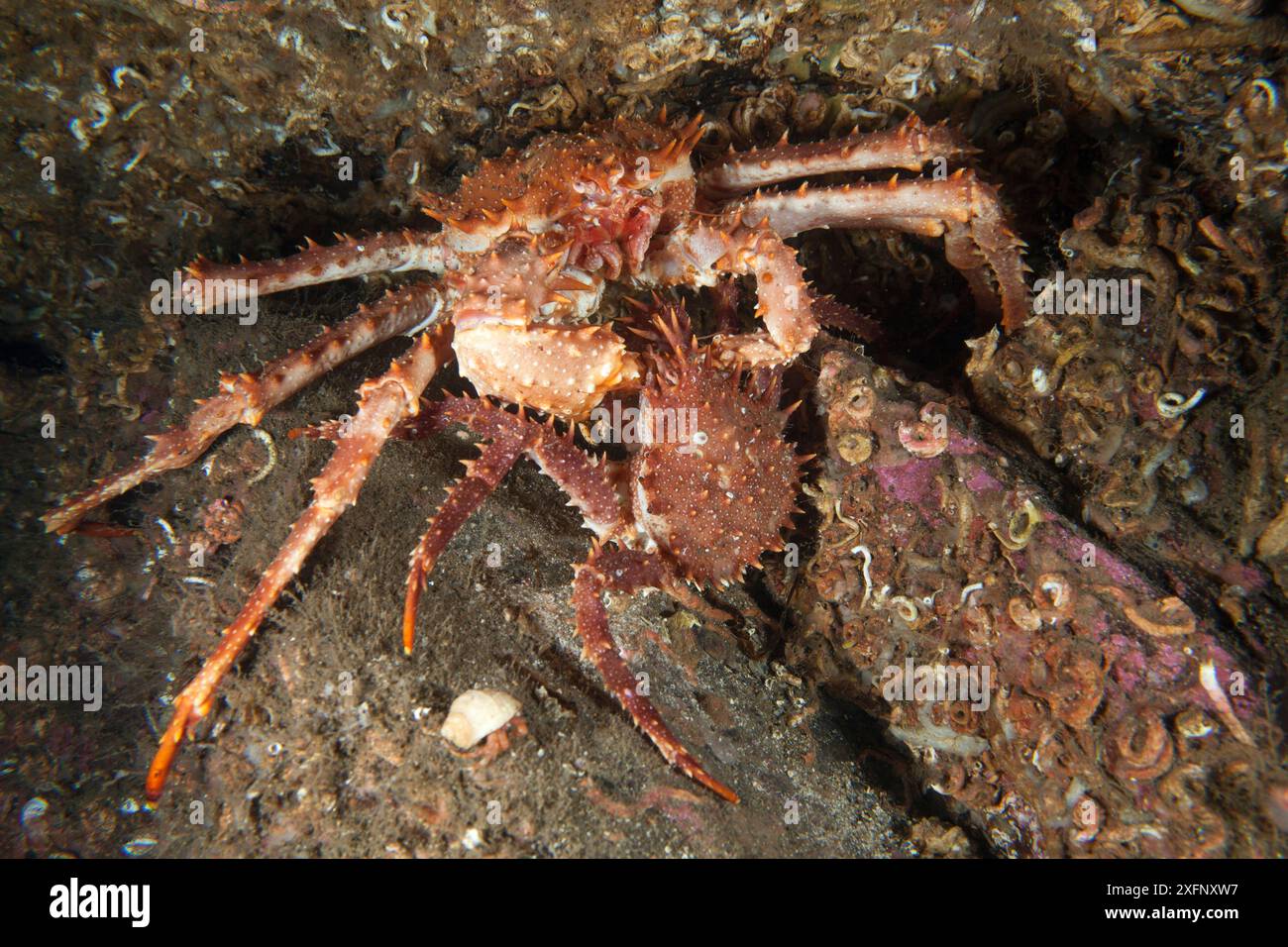 Northern stone crab (Lithodes maja) fighting, Trondheimsfjord, Norway ...