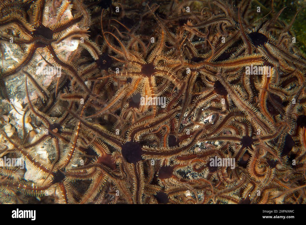 Ophiolepis scolopendrica hi-res stock photography and images - Alamy