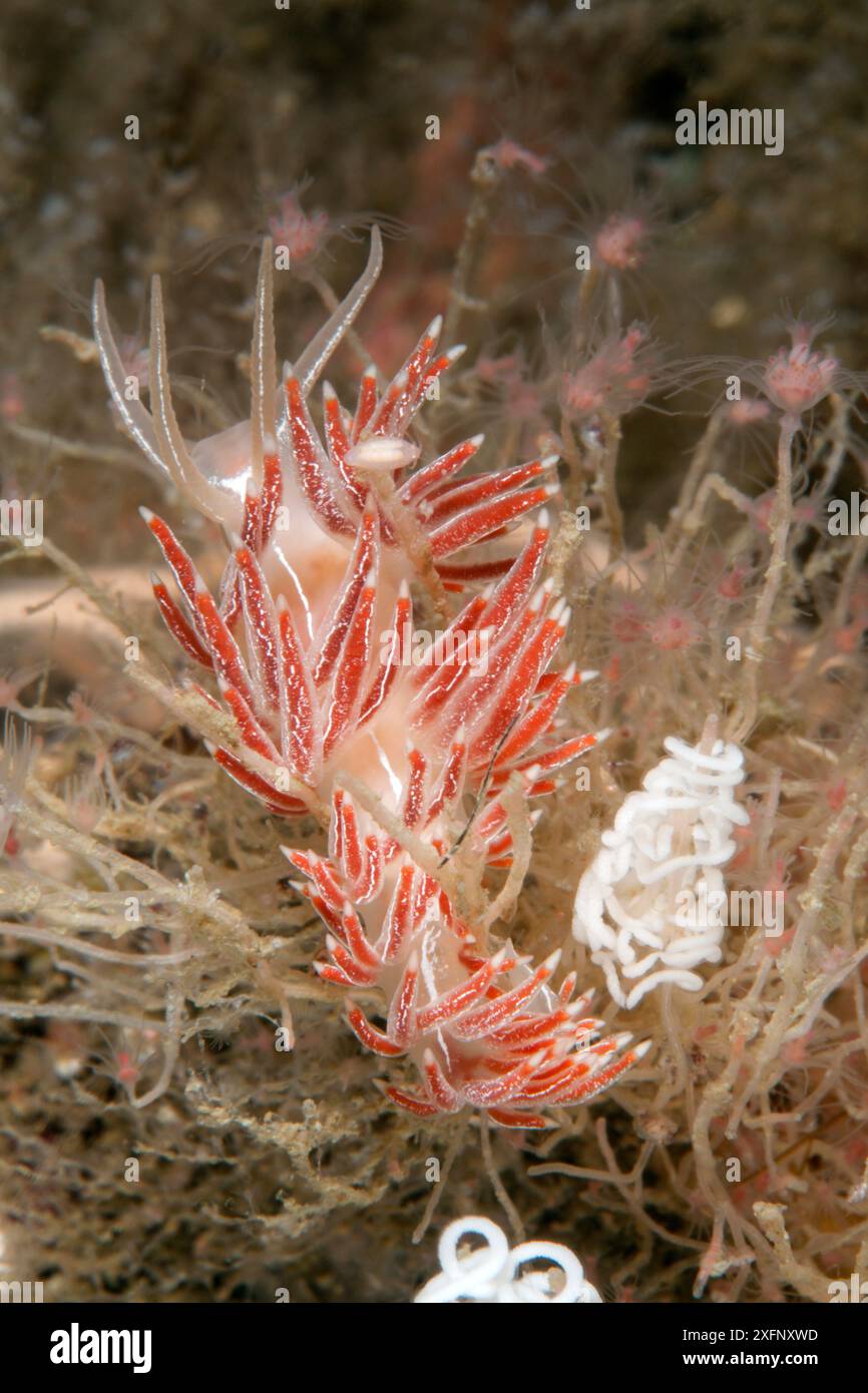 Nudibranch (Coryphella lineata), Trondheimsfjord, Norway, July Stock ...