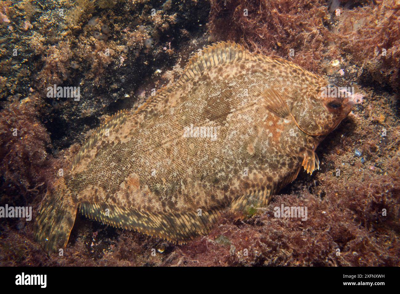 Flounder (Platichthys flesus), Trondheimsfjord, Norway, July Stock ...