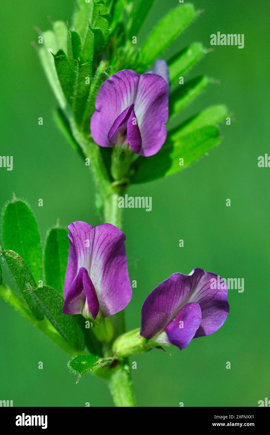 Vicia communis hi-res stock photography and images - Alamy
