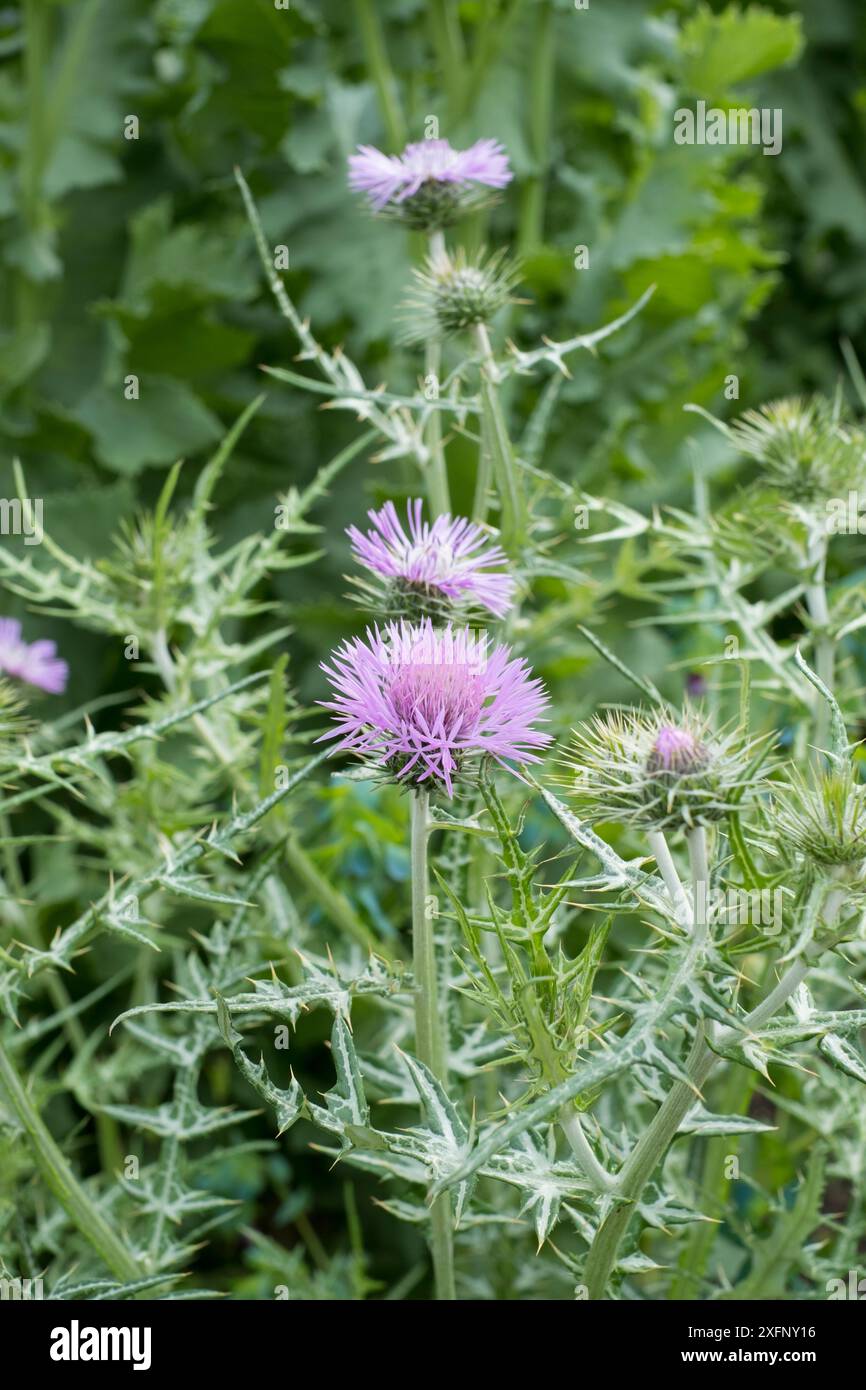 Boar thistle (Galactities tomentosa) flower, Norfolk, England, UK. June ...