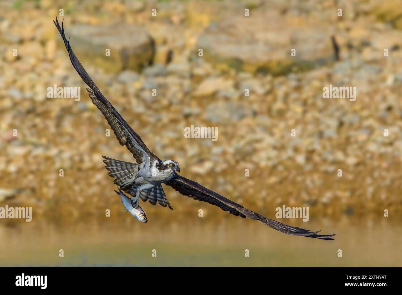 Osprey (Pandion haliaetus) snatches Alewife (Alosa pseudoharengus) from ...