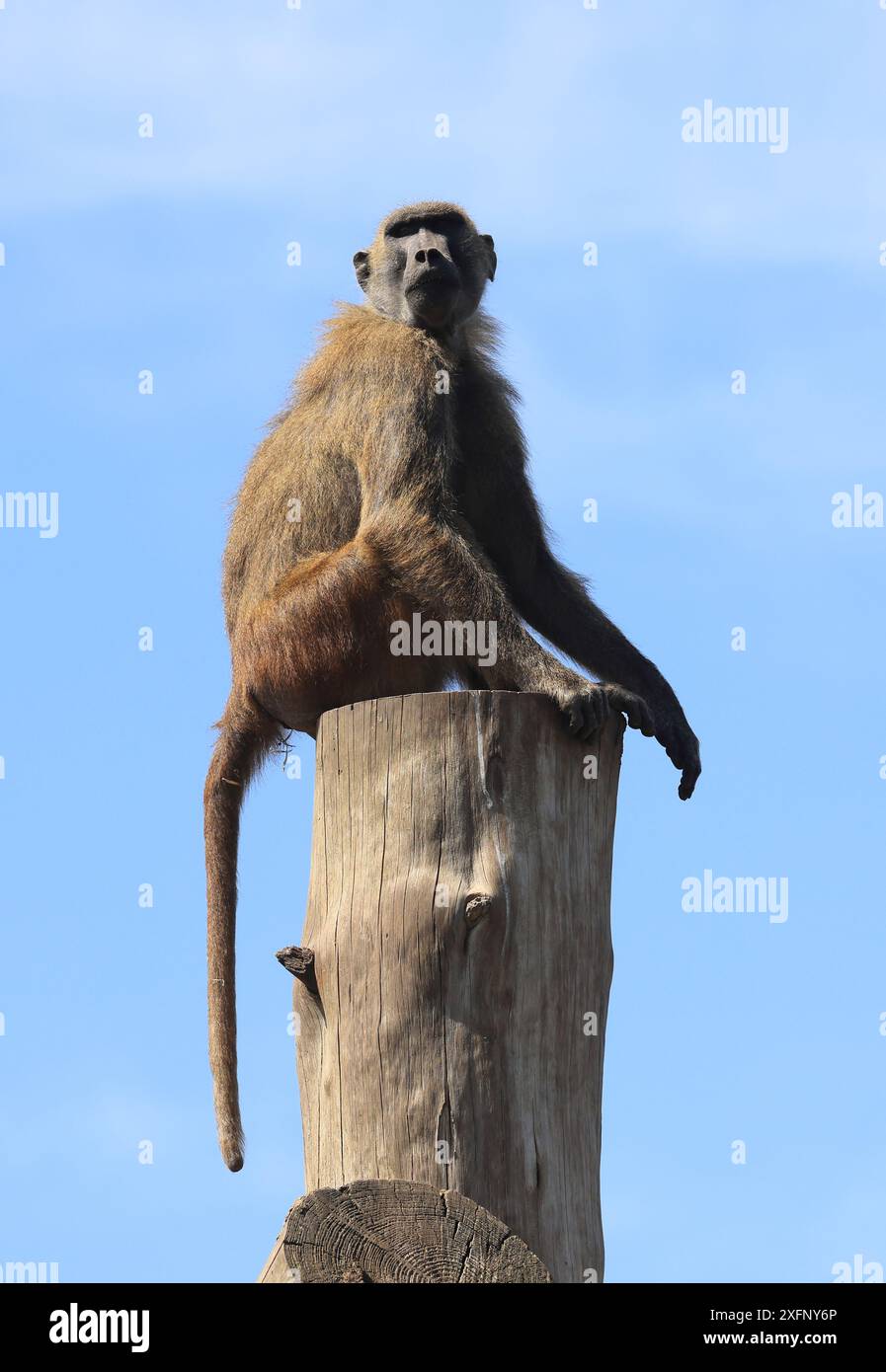 The Yorkshire Wildlife Park, a zoo, wildlife conservation ...