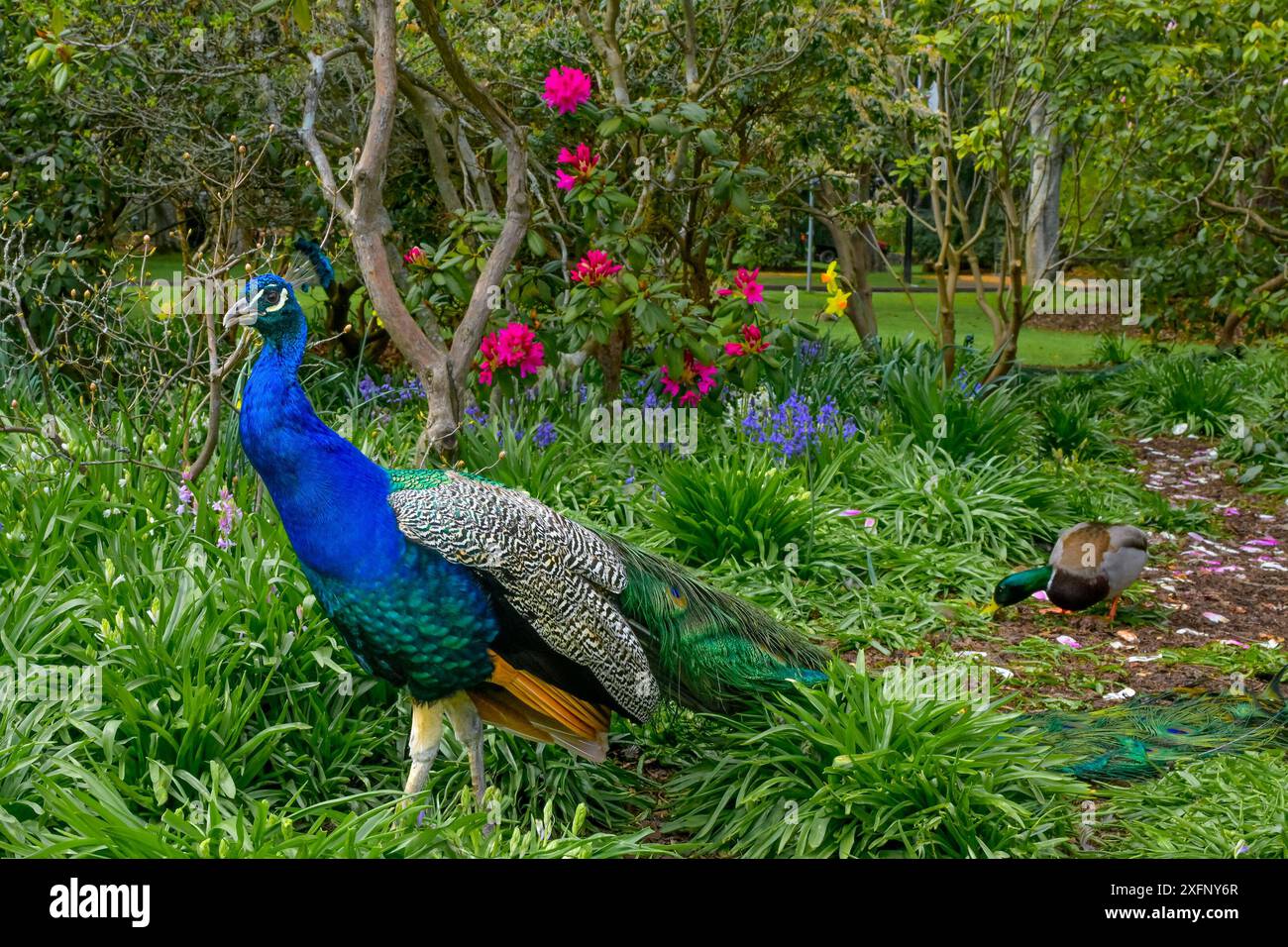 Peacock hill park victoria british hi-res stock photography and images ...