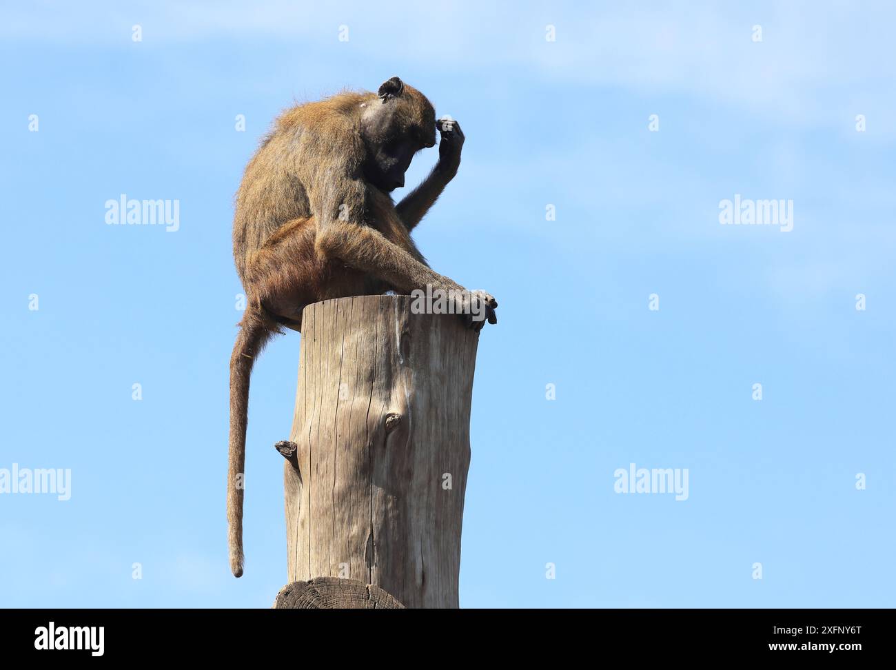 The Yorkshire Wildlife Park, a zoo, wildlife conservation ...