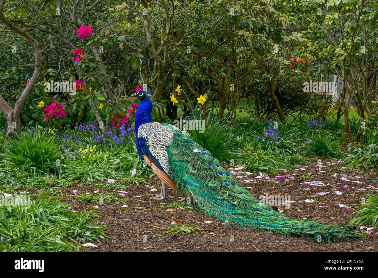 Peacock hill park victoria british hi-res stock photography and images ...