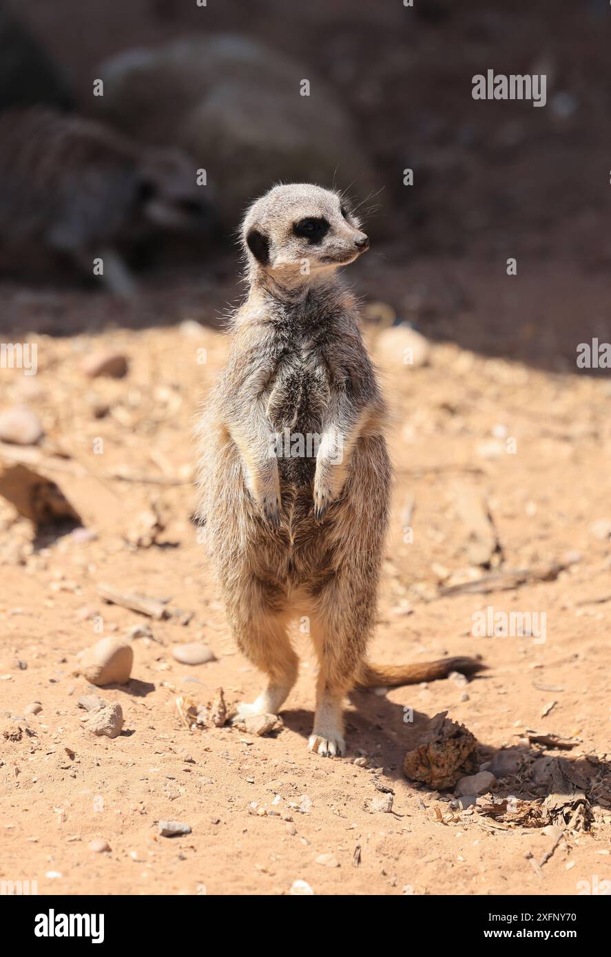 The Yorkshire Wildlife Park, a zoo, wildlife conservation ...