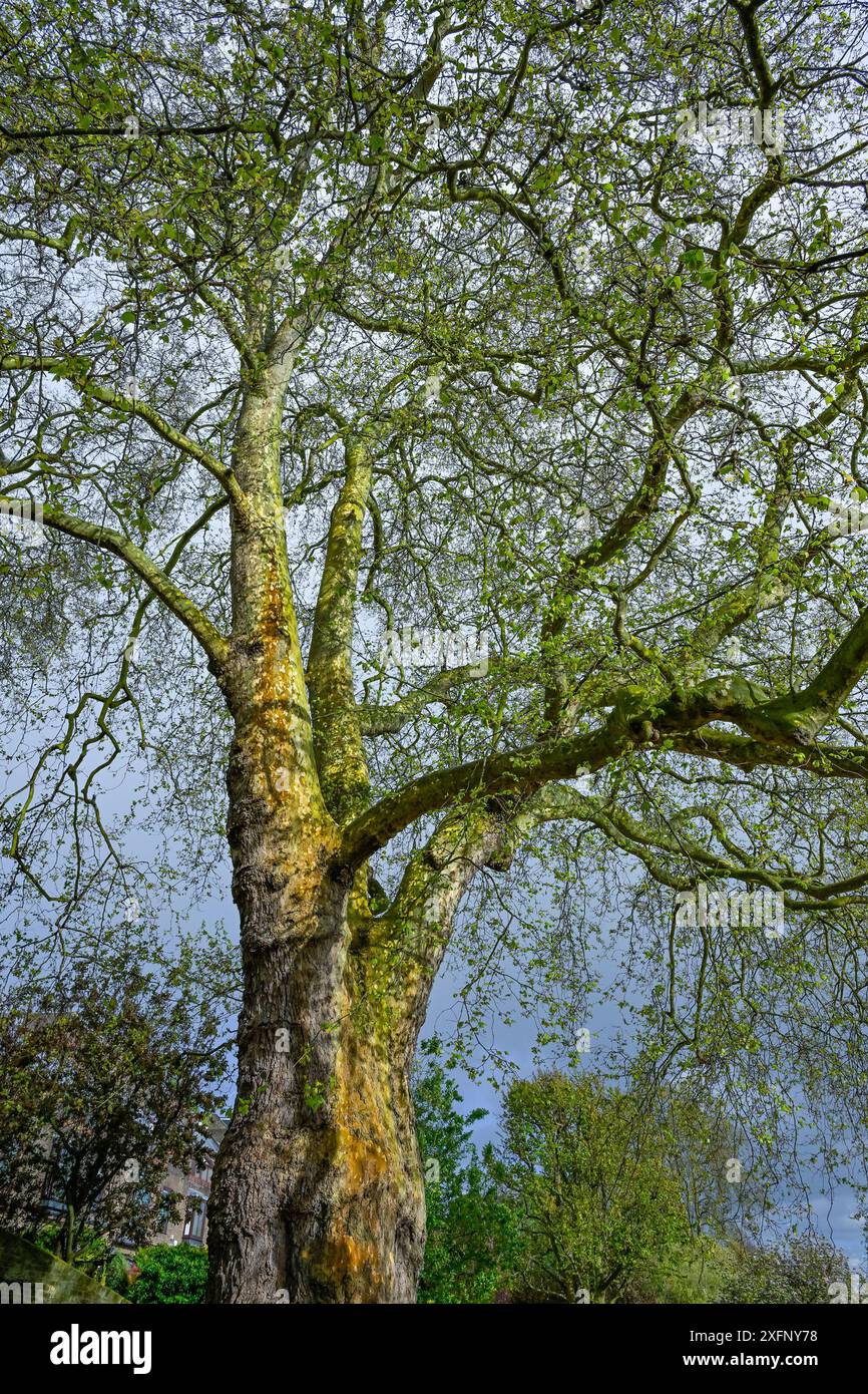 Riverside plane tree hi-res stock photography and images - Alamy