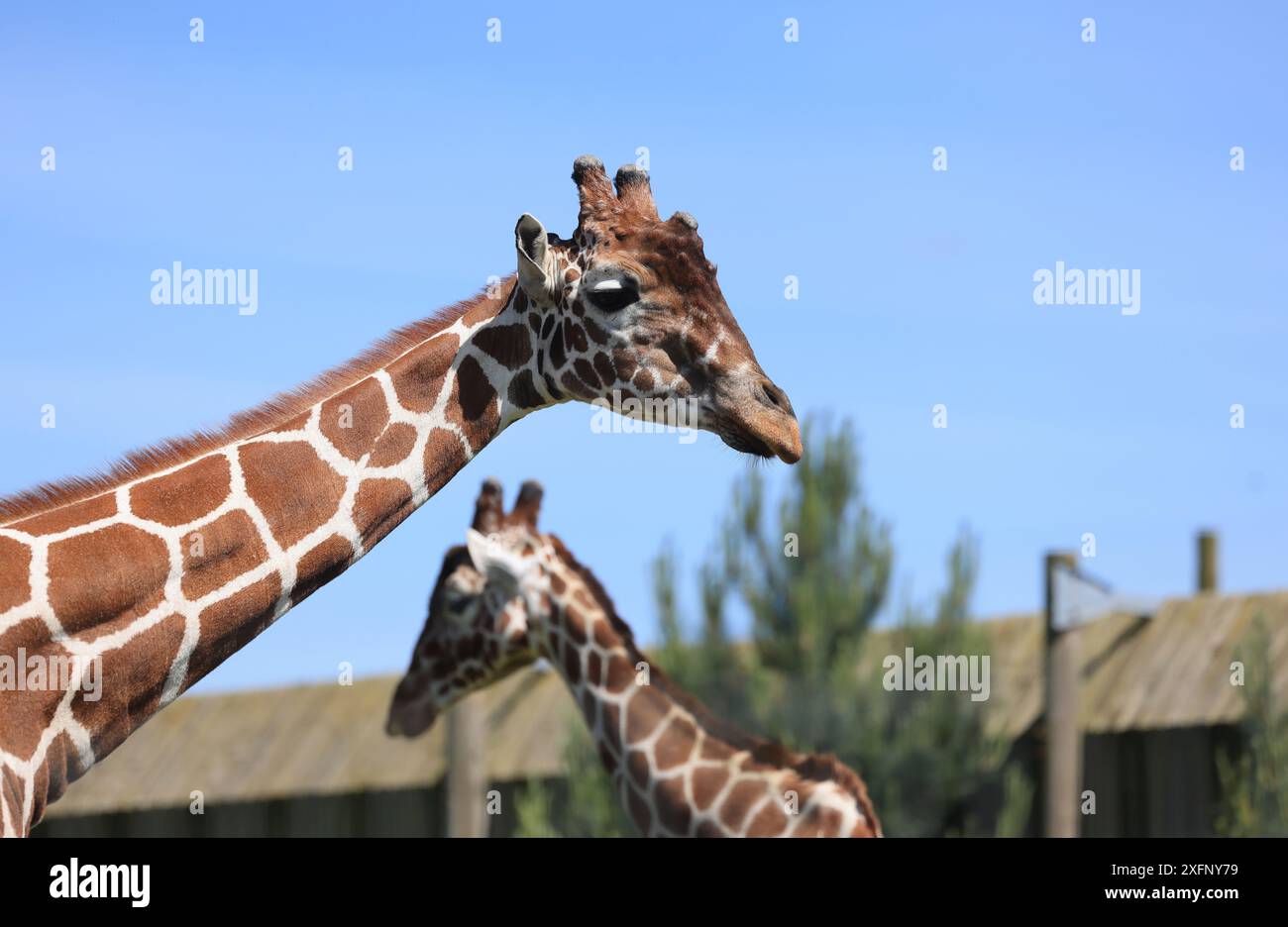 The Yorkshire Wildlife Park, a zoo, wildlife conservation ...