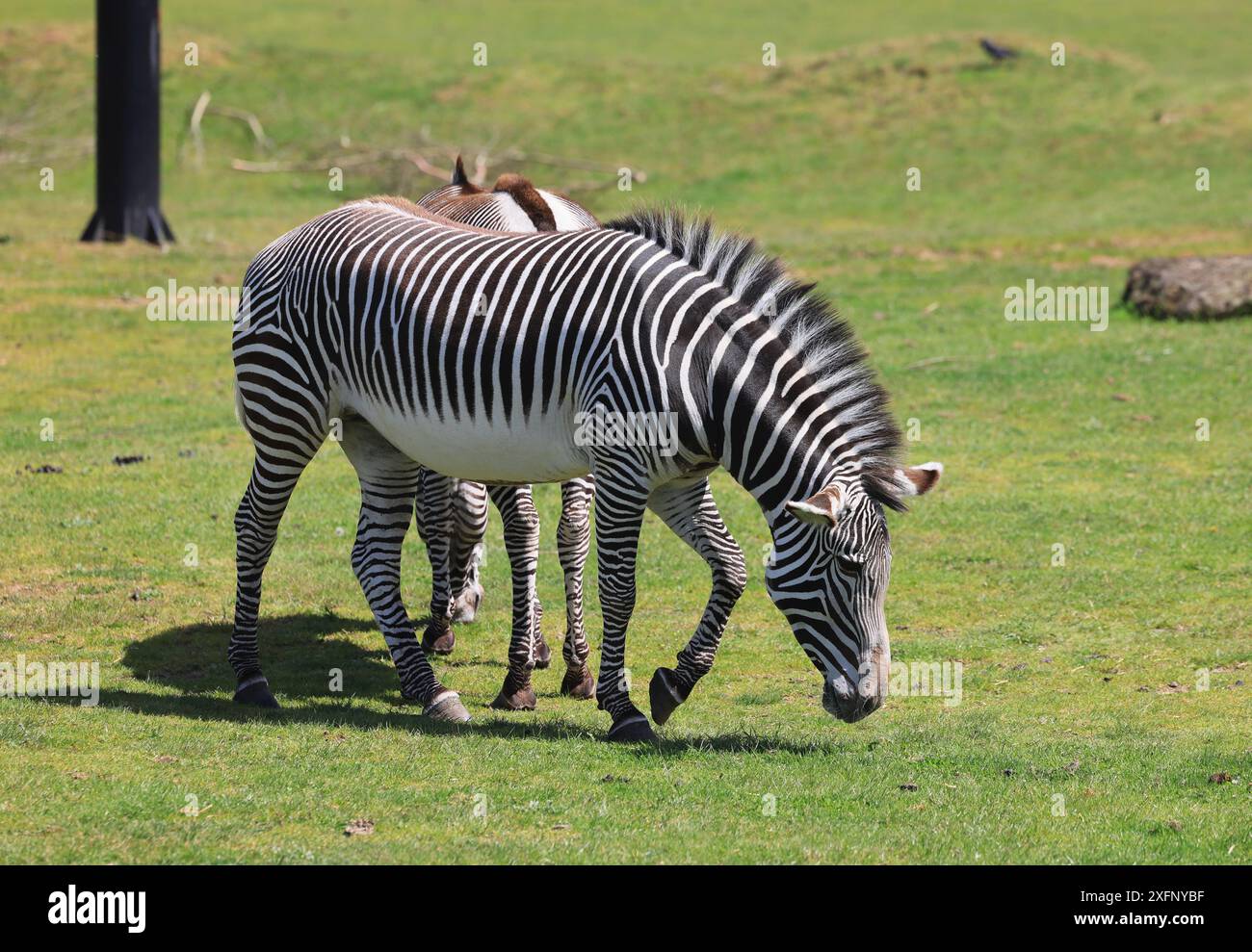 The Yorkshire Wildlife Park, a zoo, wildlife conservation ...