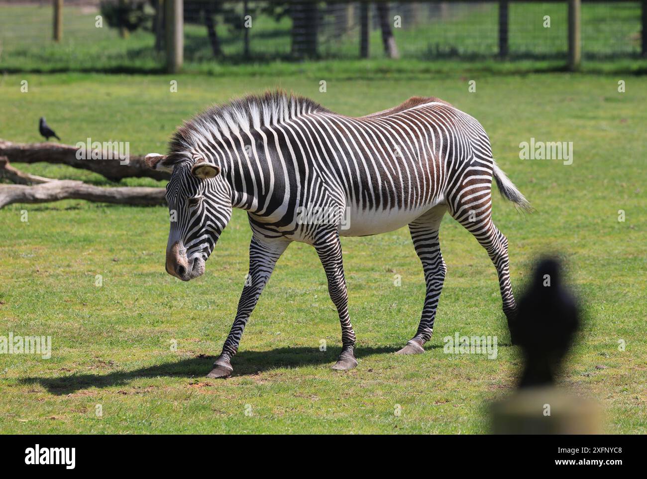 The Yorkshire Wildlife Park, a zoo, wildlife conservation ...