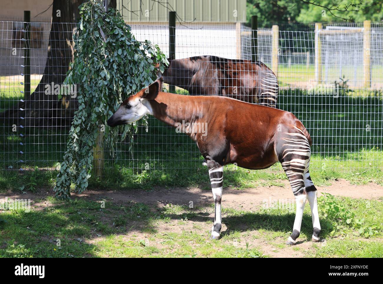 The Yorkshire Wildlife Park, a zoo, wildlife conservation ...