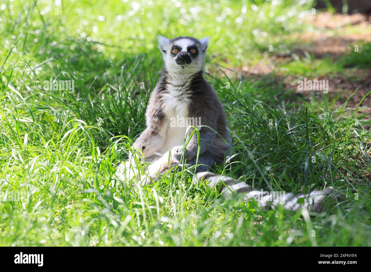 The Yorkshire Wildlife Park, a zoo, wildlife conservation ...