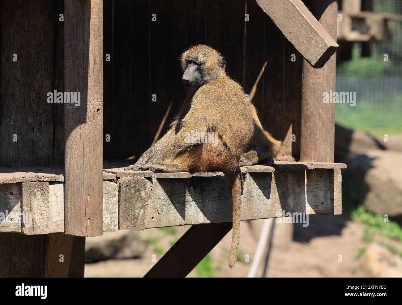 The Yorkshire Wildlife Park, a zoo, wildlife conservation ...