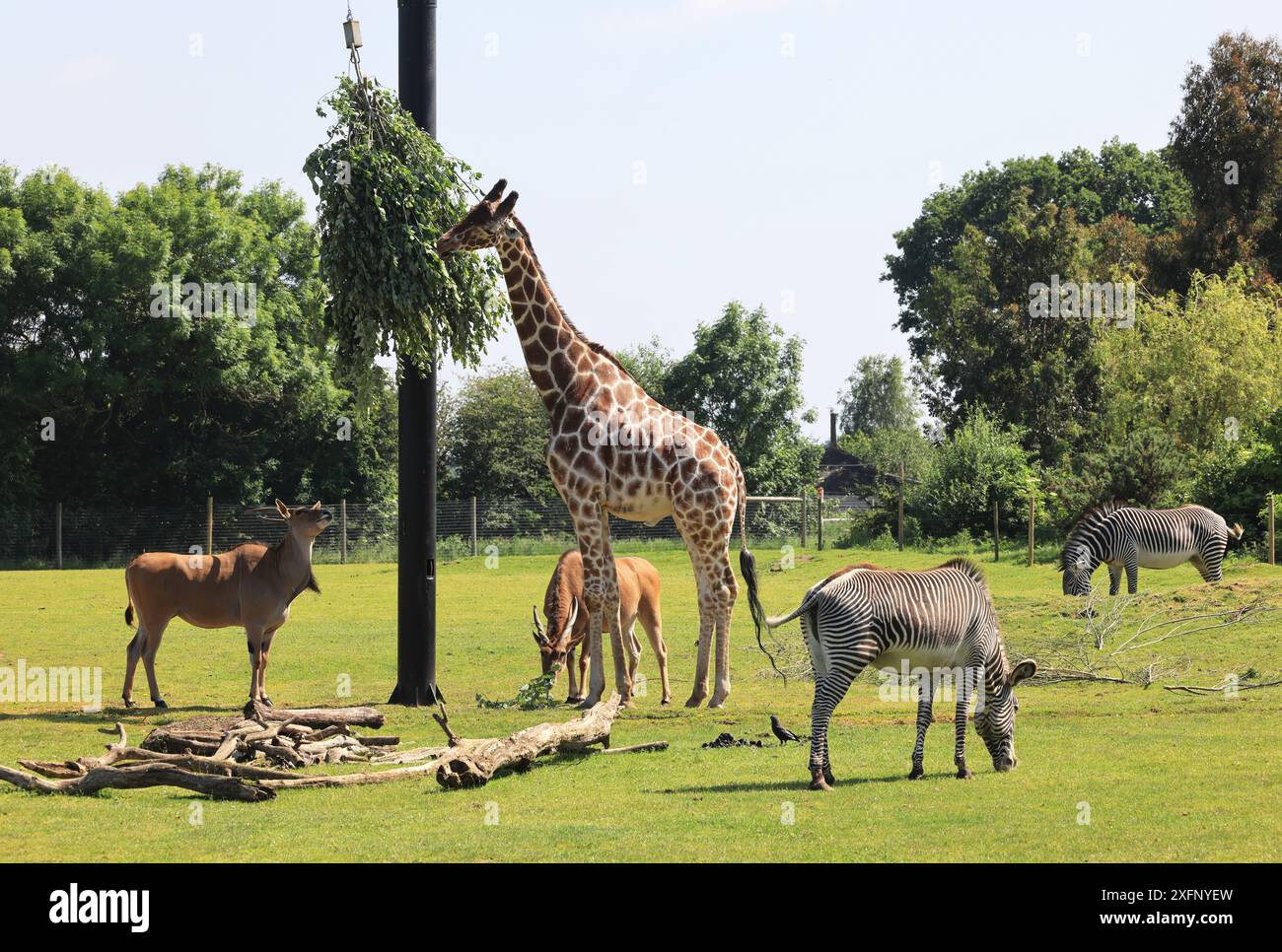 The Yorkshire Wildlife Park, a zoo, wildlife conservation ...