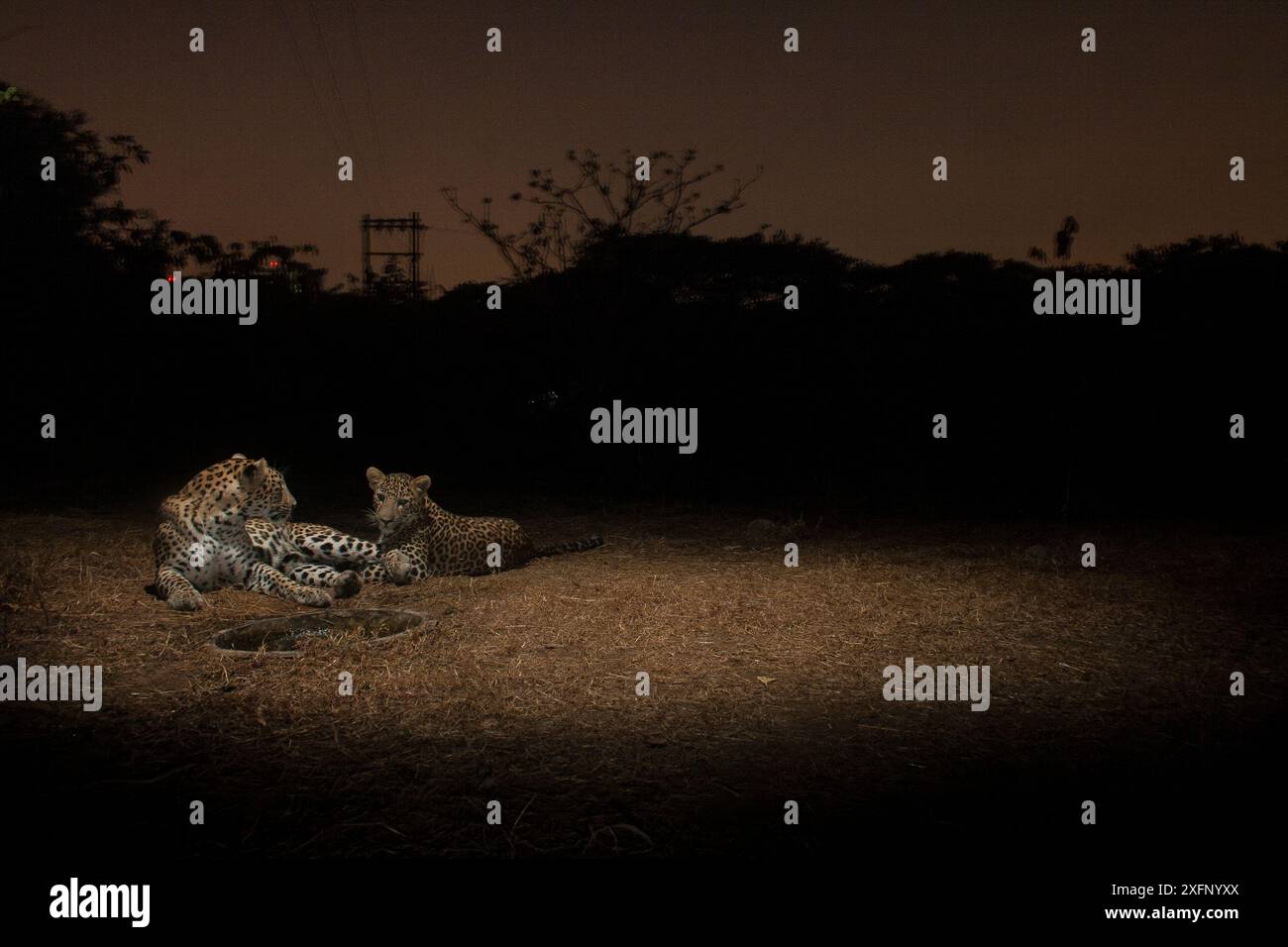 Aarey leopards hi-res stock photography and images - Alamy