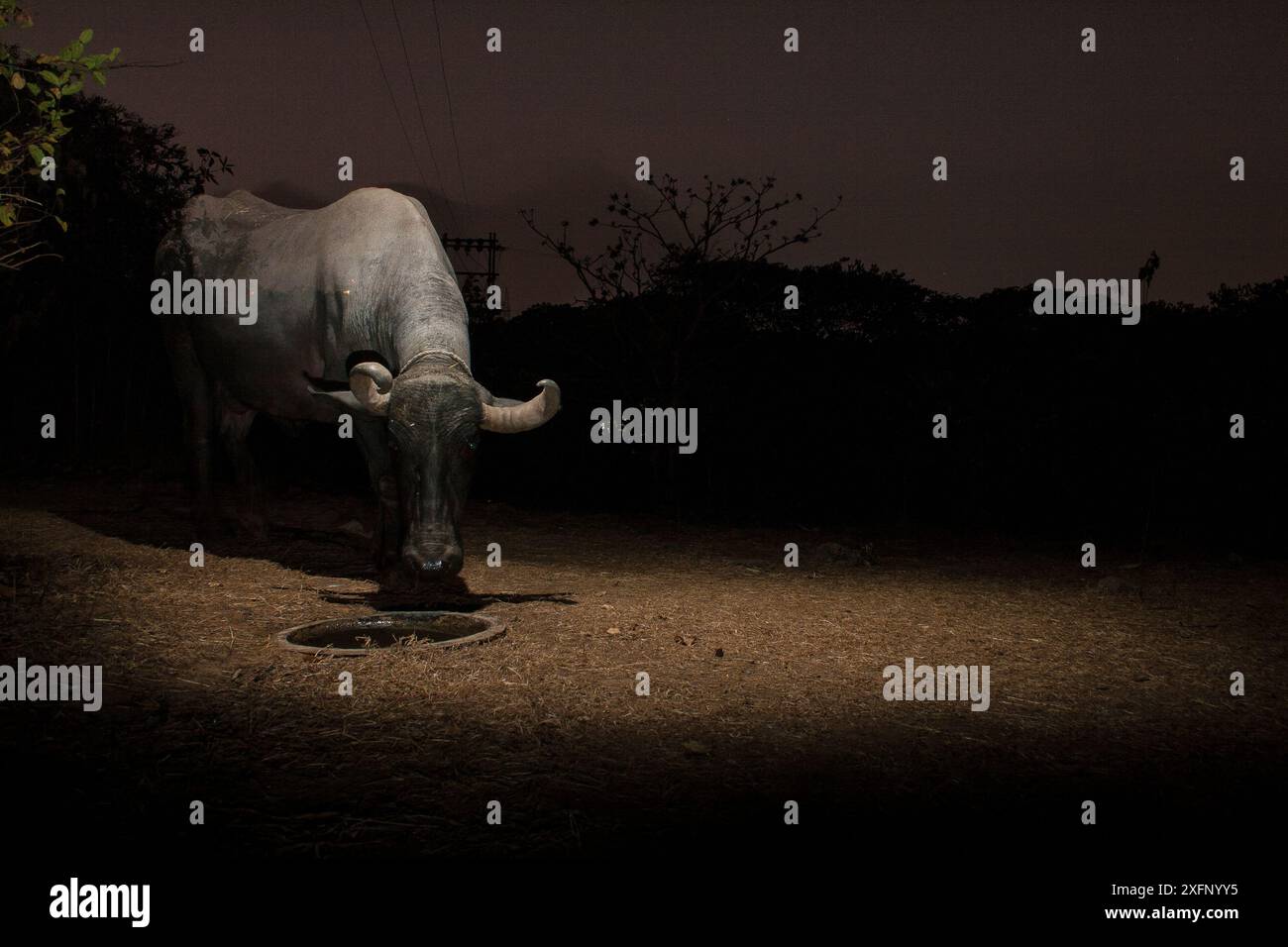 Wild water buffalo (Bubalus arnee) visiting waterhole at night, Aarey ...