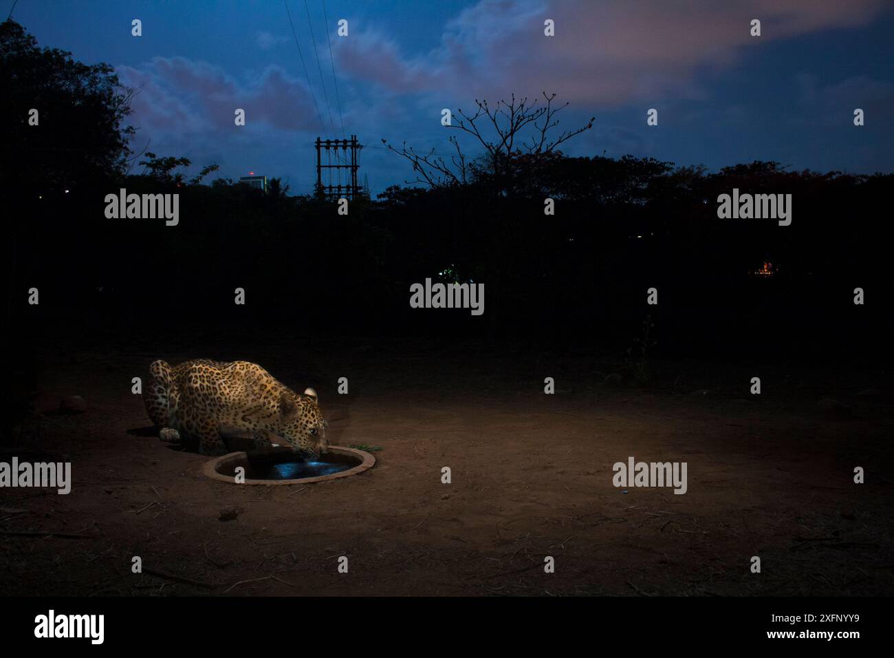 Leopard (Panthera pardus fusca) at artificial waterhole at night. Aarey ...
