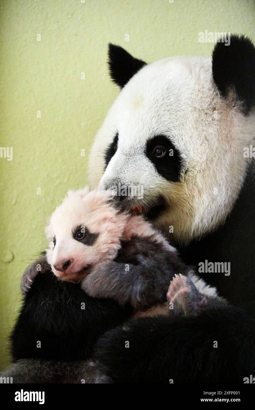 Giant panda (Ailuropoda melanoleuca) female, Huan Huan, holding baby ...