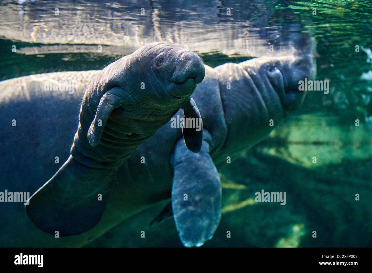 Caribbean manatee or West Indian manatee (Trichechus manatus) mother ...