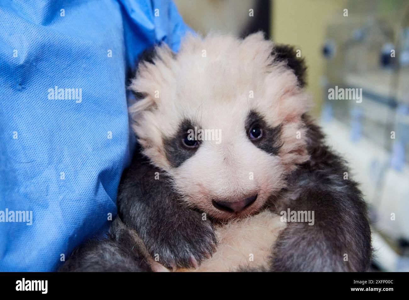 Giant panda baby (Ailuropoda melanoleuca) Mini Xuan-Zi, age 3 months ...