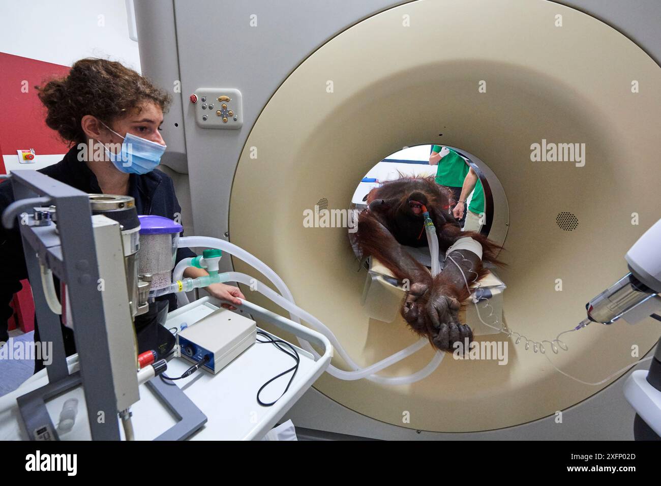 Female Orangutan (Pongo pygmaeus) under anaesthetic and undergoing an ...