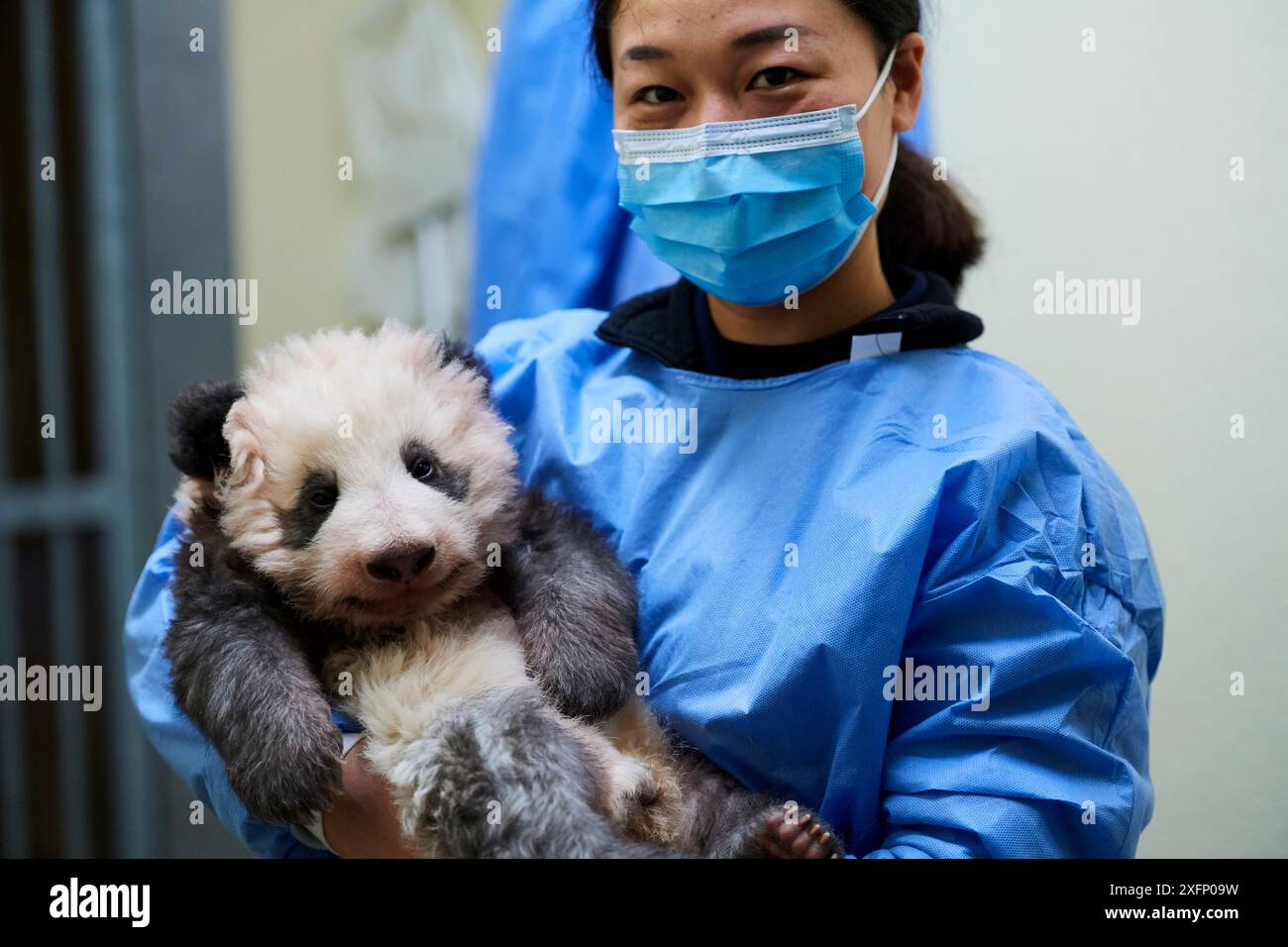 Keeper (Mrs. Duan Dong-Quing) holding Giant panda (Ailuropoda ...