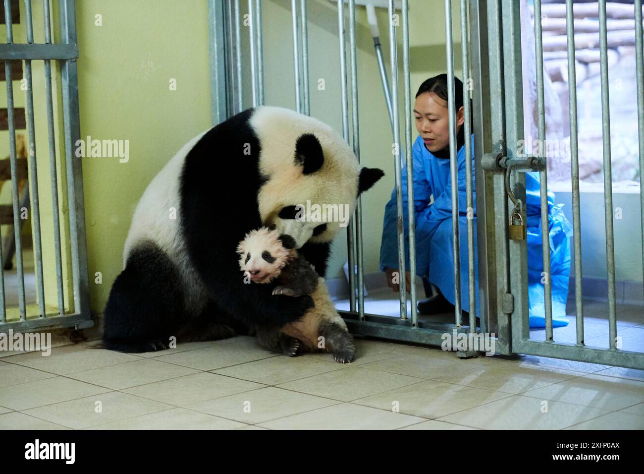 Keeper bringing back Giant panda (Ailuropoda melanoleuca) baby age 3 ...