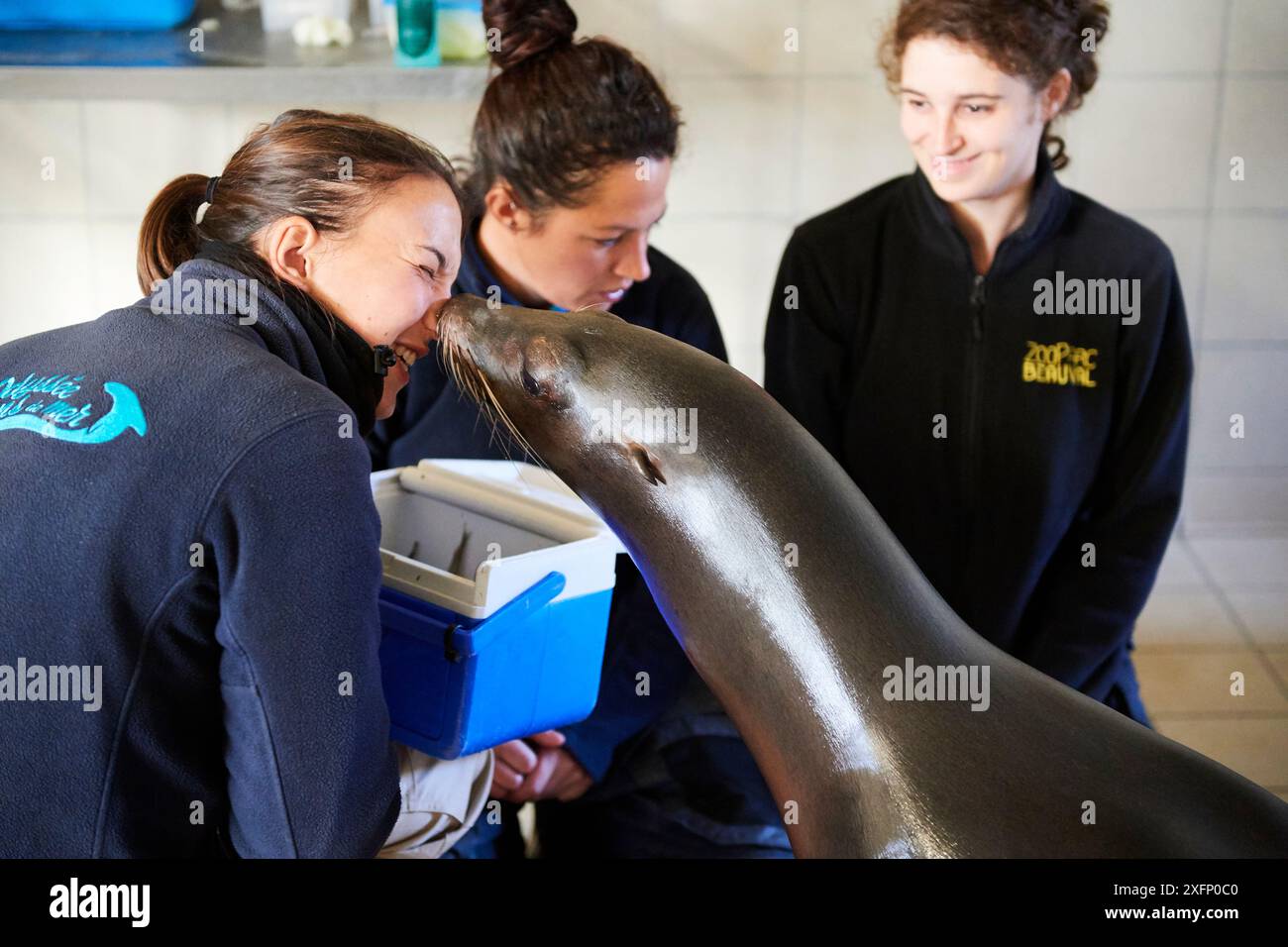 Veterinarian and keeper training with California sea lion (Zalophus ...